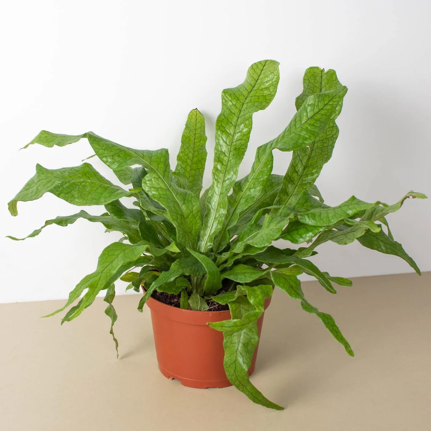 Crocodile Fern - Live Plant in a 4 Inch Grower's Pot - Microsorum ...