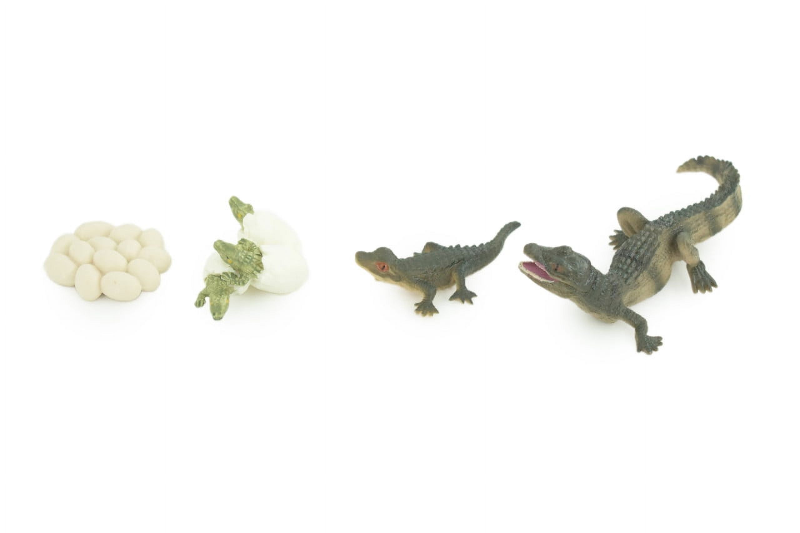 Crocodile Life Cycle, 4 Piece Set, Hand Painted, Educational, High ...