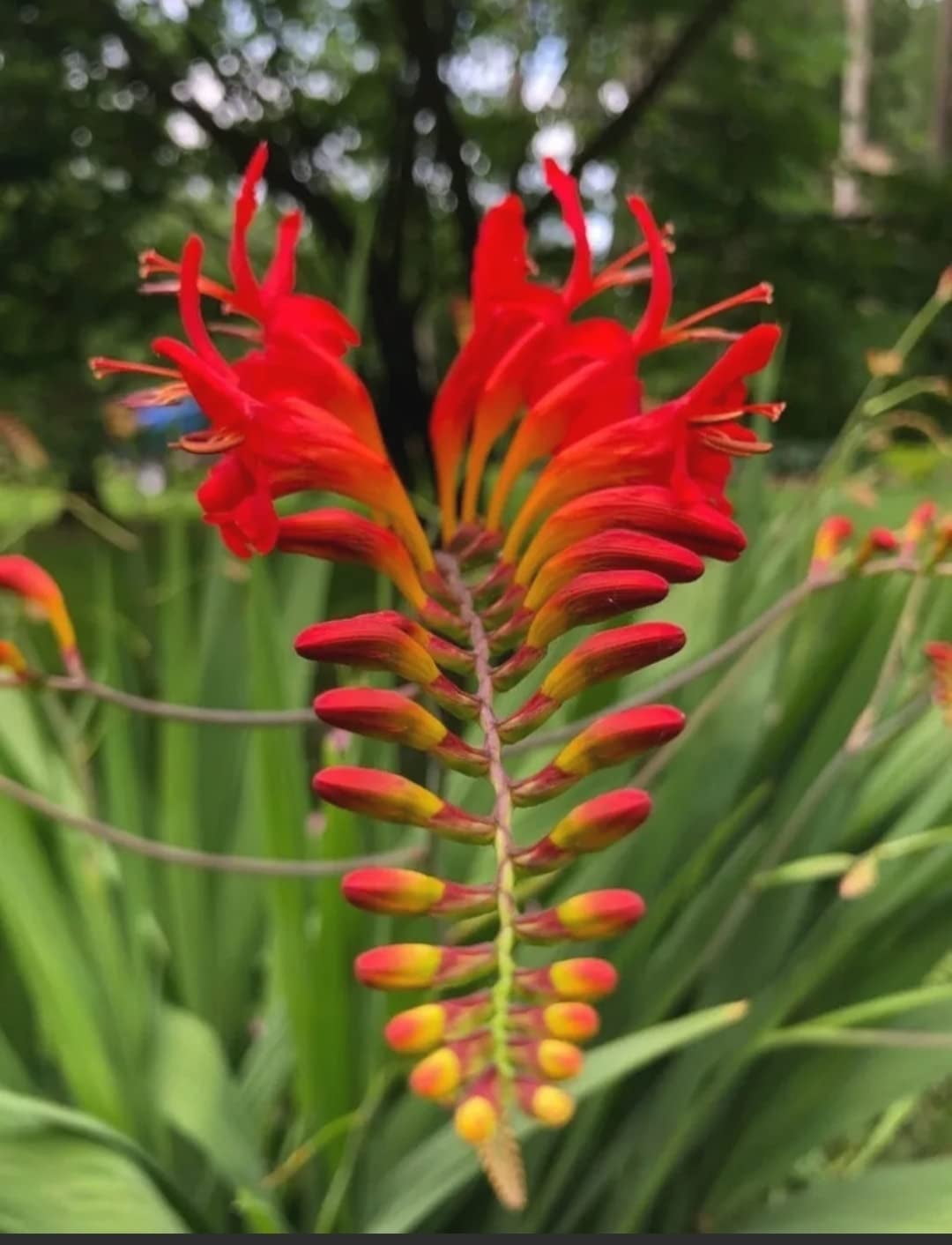 Crocosmia Lucifer ,10 Bulbs | Vibrant Red ,hummingbird Magnet - Walmart.com