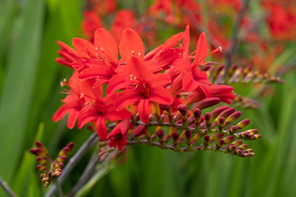 Crocosmia Lucifwre Bulbs for Planting - Great for Hummingbirds, Easy to ...