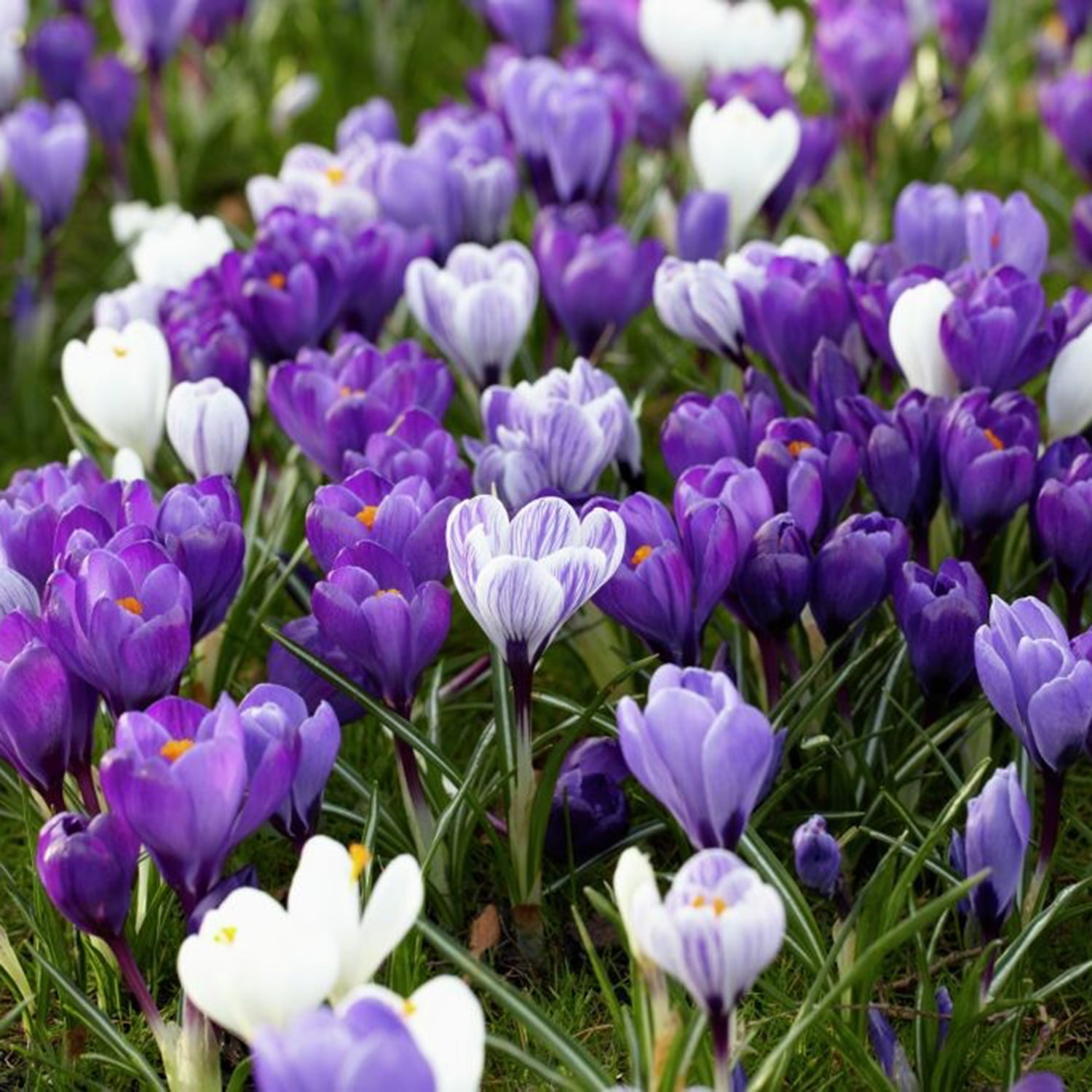 Crocus Blue Moon Mix 8CT - Walmart.com