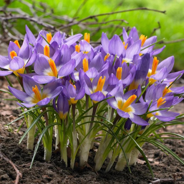 Crocus Bulbs Crocus Can Be A Good Decoration For The Home Garden Crocus ...