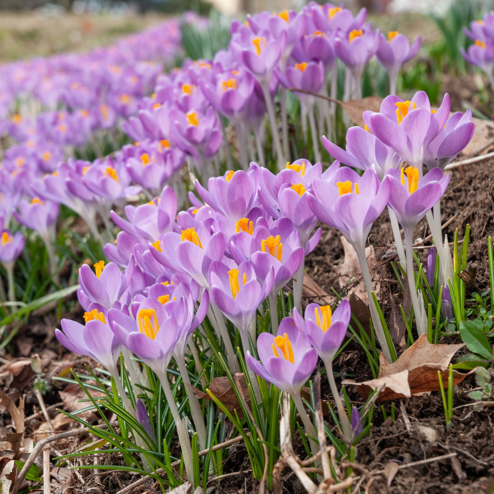 Crocus Bulbs, Early Spring Garden Bulbs, Saffron Plants, Hardy ...