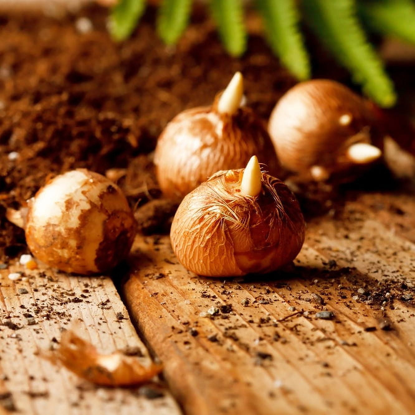 Crocus Bulbs - Flower Record - 100 Bulbs - Purple Flower Bulbs, Corm ...