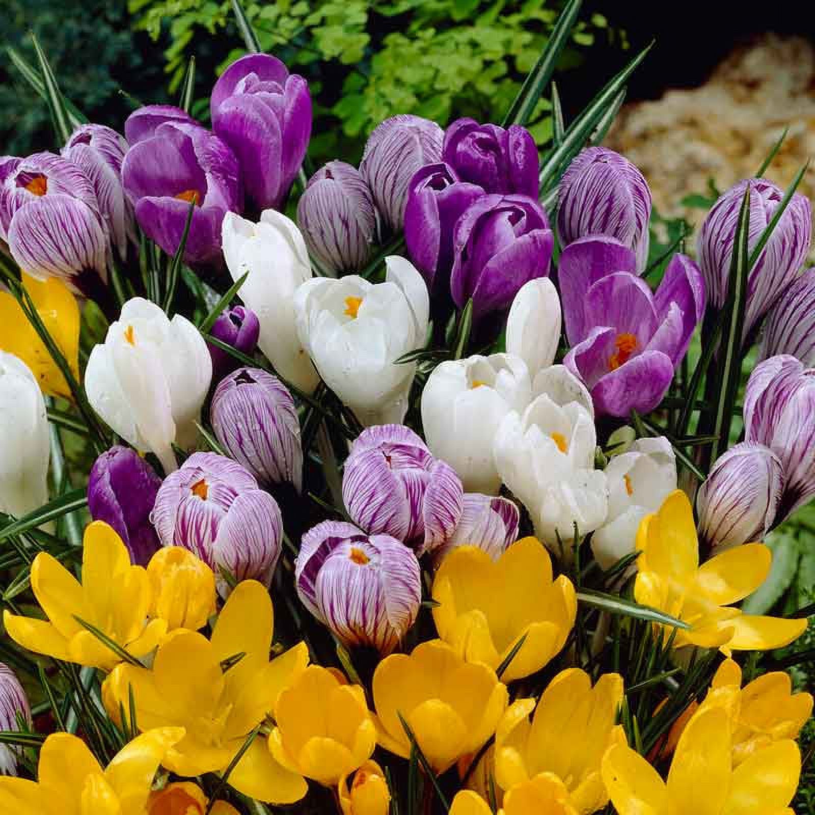 Crocus Bulbs - Large Flowering Mix - 100 Bulbs - Mixed Flower Bulbs ...