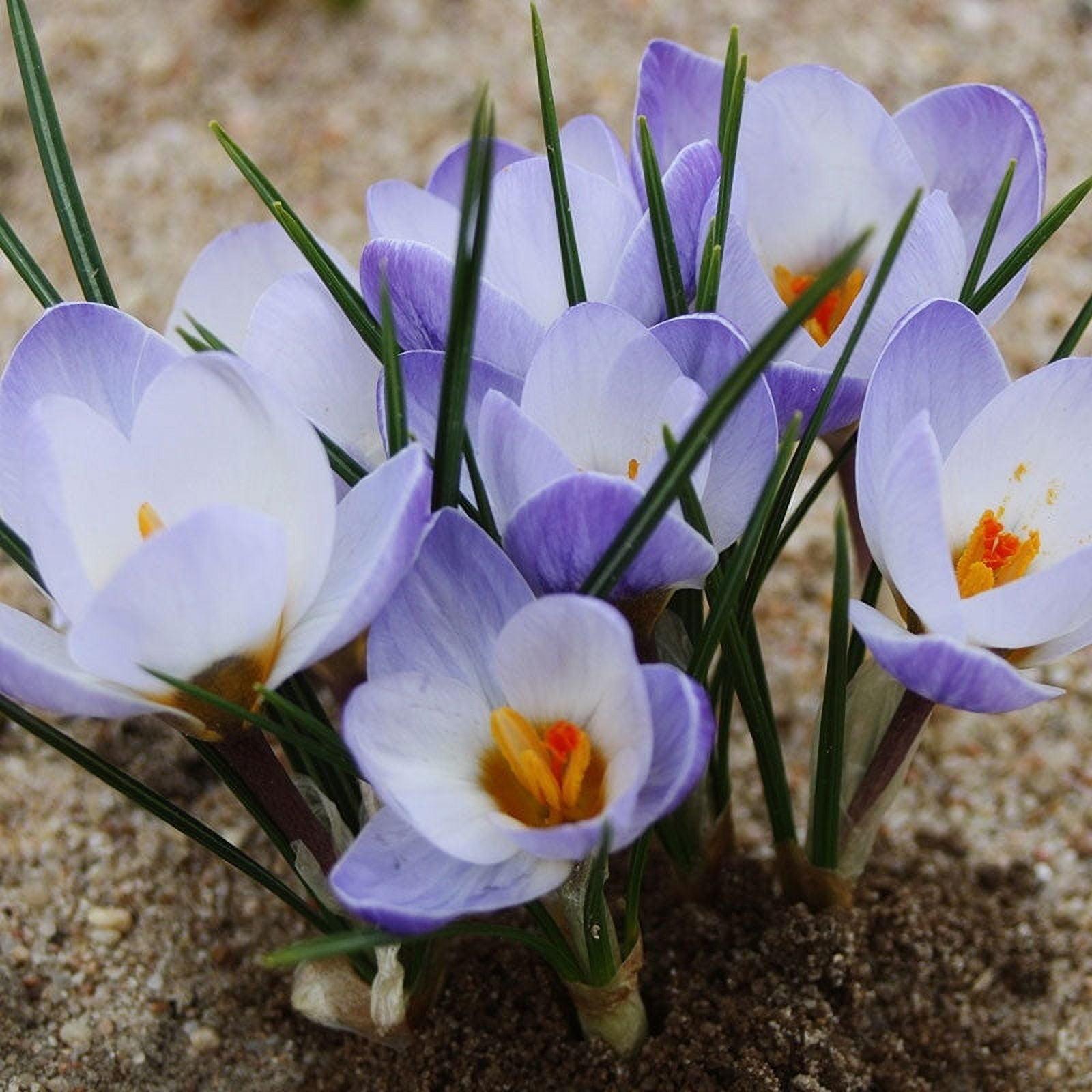 Crocus Bulbs (Specie) - Blue Pearl - 25 Bulbs - Blue Flower Bulbs, Corm ...