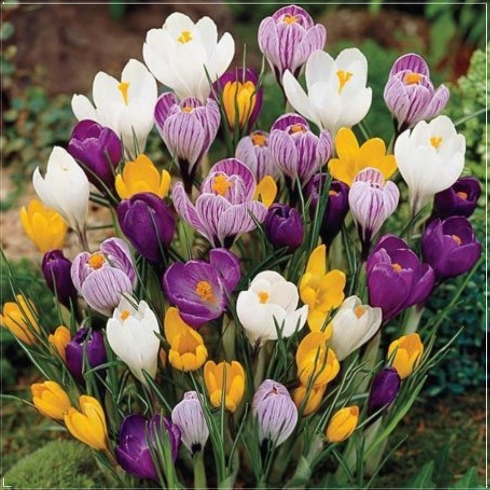 Crocus，Fast growth-Beautiful Garden Decoration-Surprising Gift-Balcony ...