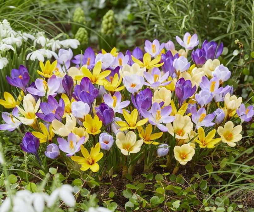 Crocus Mixed Color Bulbs for Planting - Easy to Grow Perennial Flowers ...