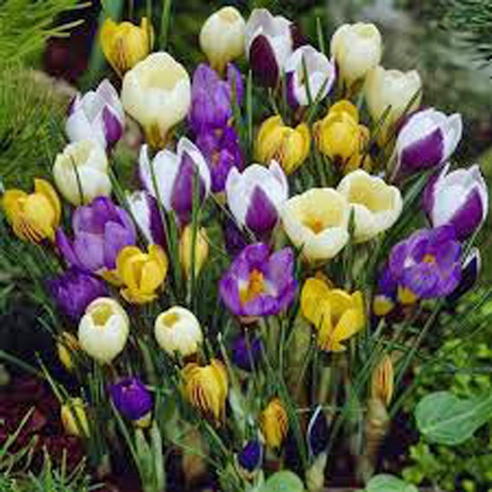Crocus Species Mix (20 Bulbs) Purple, White, Yellow Perennial Bulb Mix ...