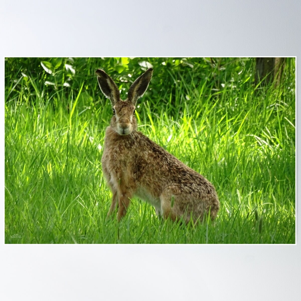Cross-Hares Poster Wall Art, Modern Wall Decor For Living Room Bedroom ...