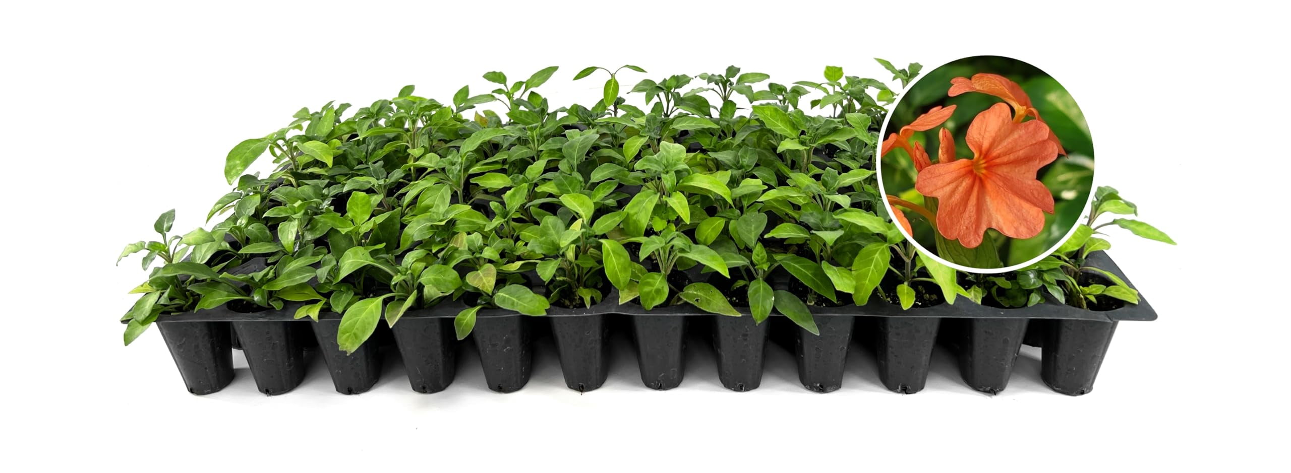 Crossandra Florida Flame | 3 Live Plants | Crossandra infundibuliformis ...