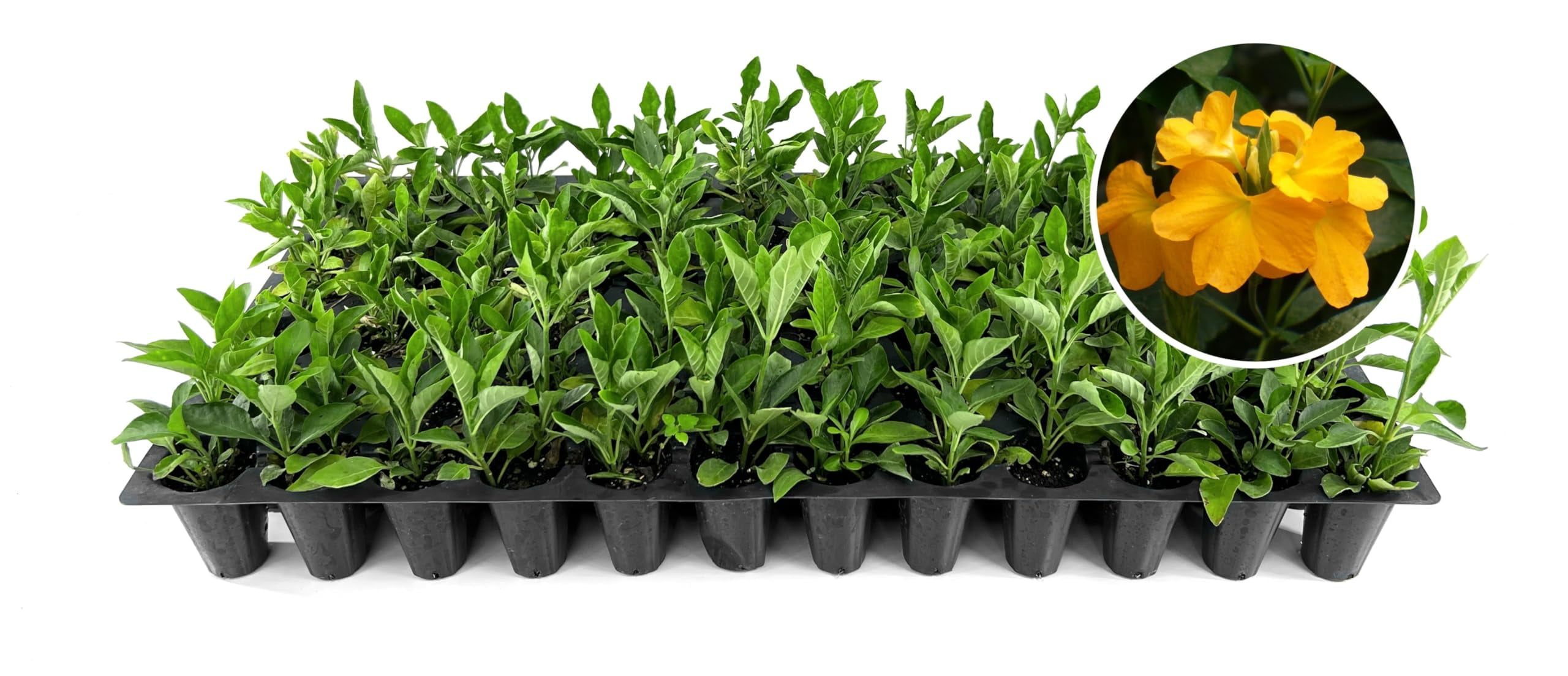 Crossandra Florida Summer | 3 Live Plants | Crossandra ...