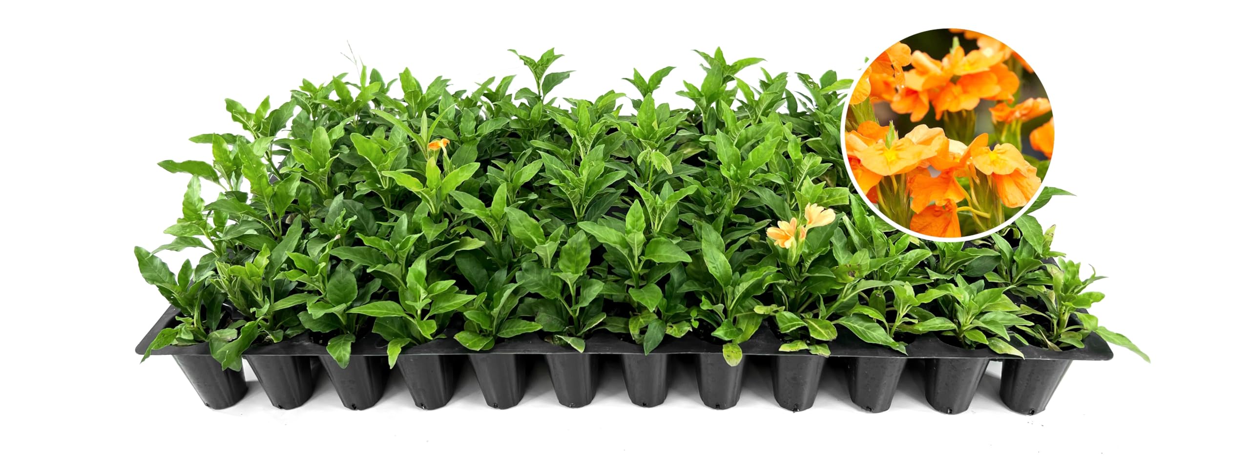 Crossandra Florida Sunset | 10 Live Plants | Crossandra ...