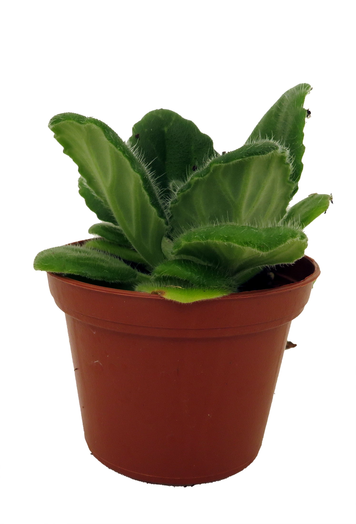 Crossroads Asian Violet - 2.5" Pot - Collector's Series - Walmart.com