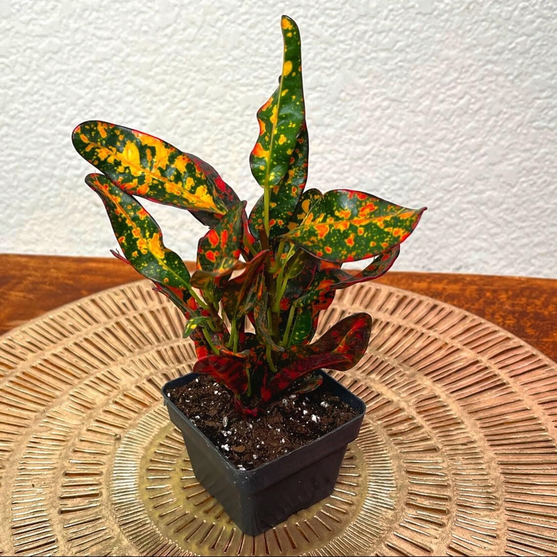 Croton Batik - Live Plant in a 2 Inch Pot - Codiaeum Variegatum ...