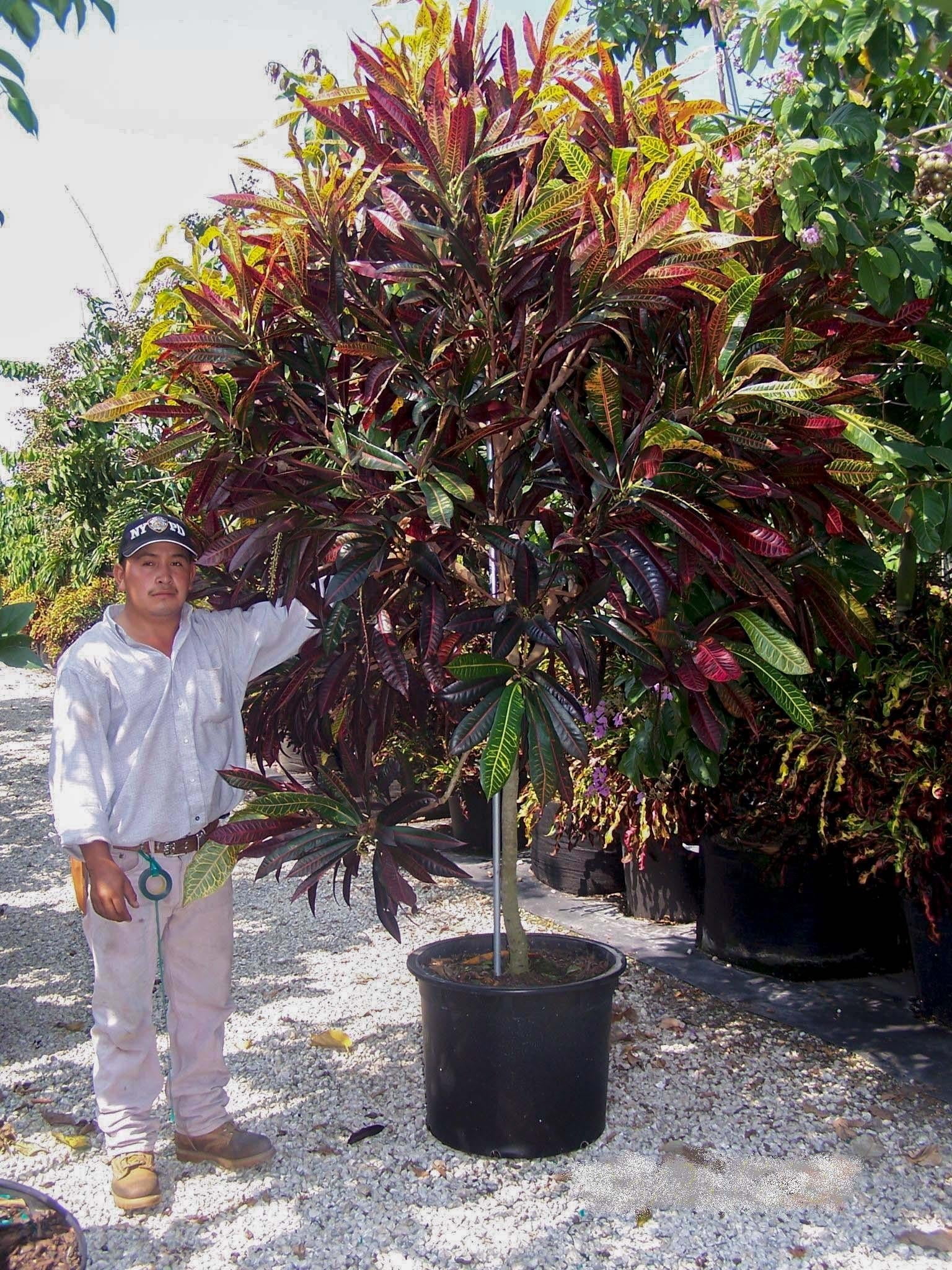 Croton-Codiaeum-Colorful indoor plant 10" Pot - Walmart.com