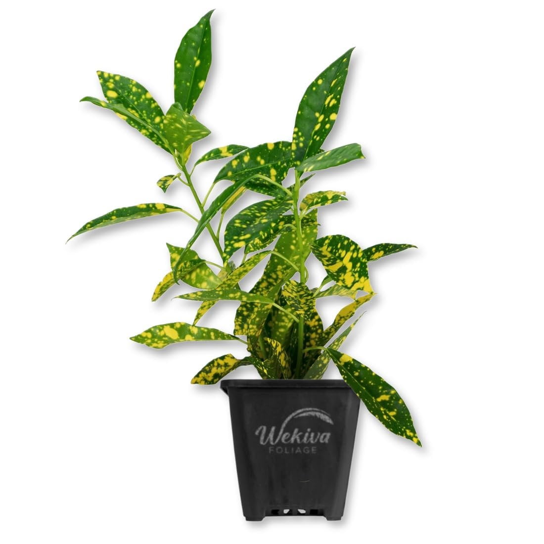Croton Gold Dust - 3 Live Starter Plants in 3 Inch Growers Pots ...