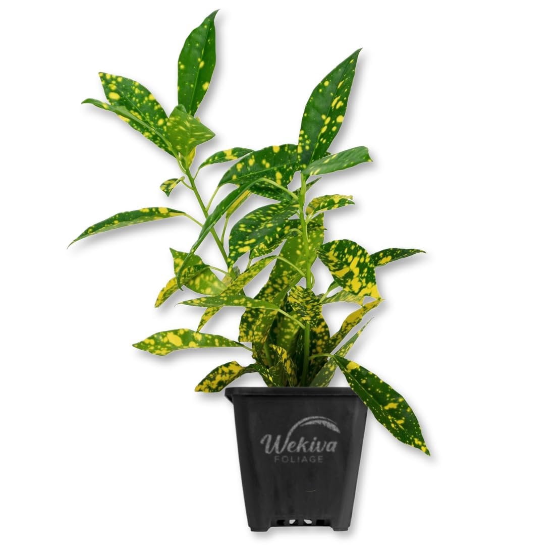 Croton Gold Dust - 4 Live Starter Plants in 3 Inch Growers Pots ...