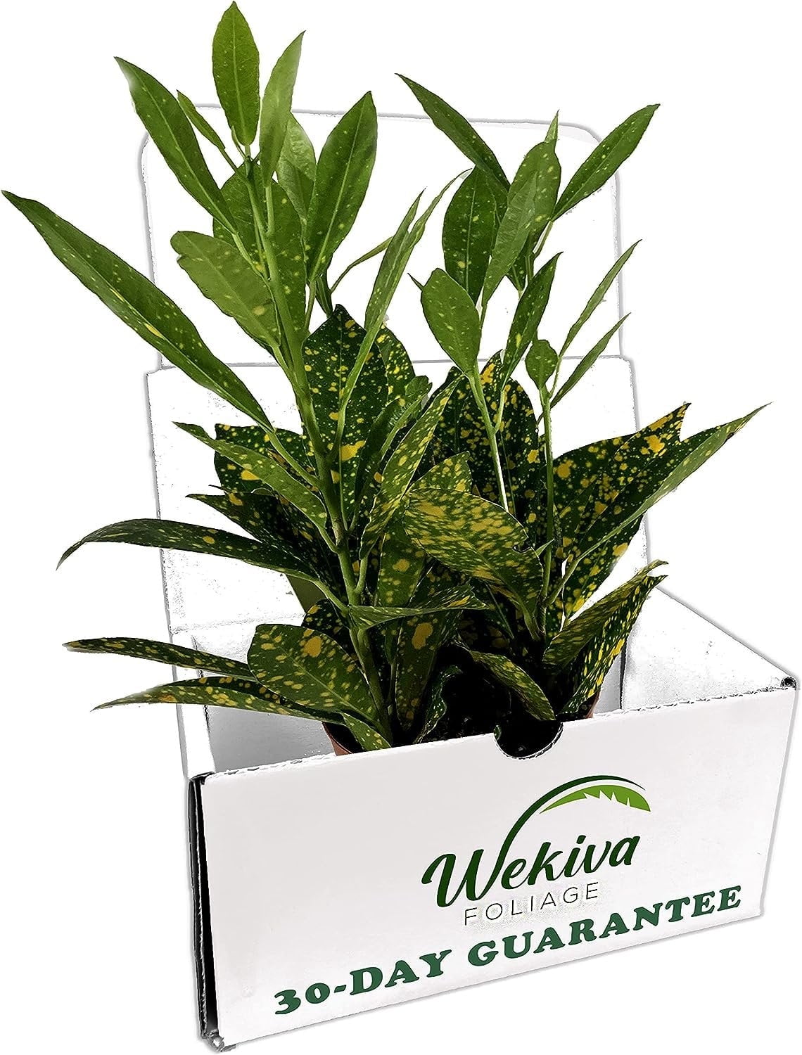 Croton Gold Dust- 5 Live Plants in 4 Inch Pots - Codiaeum Variegatum ...