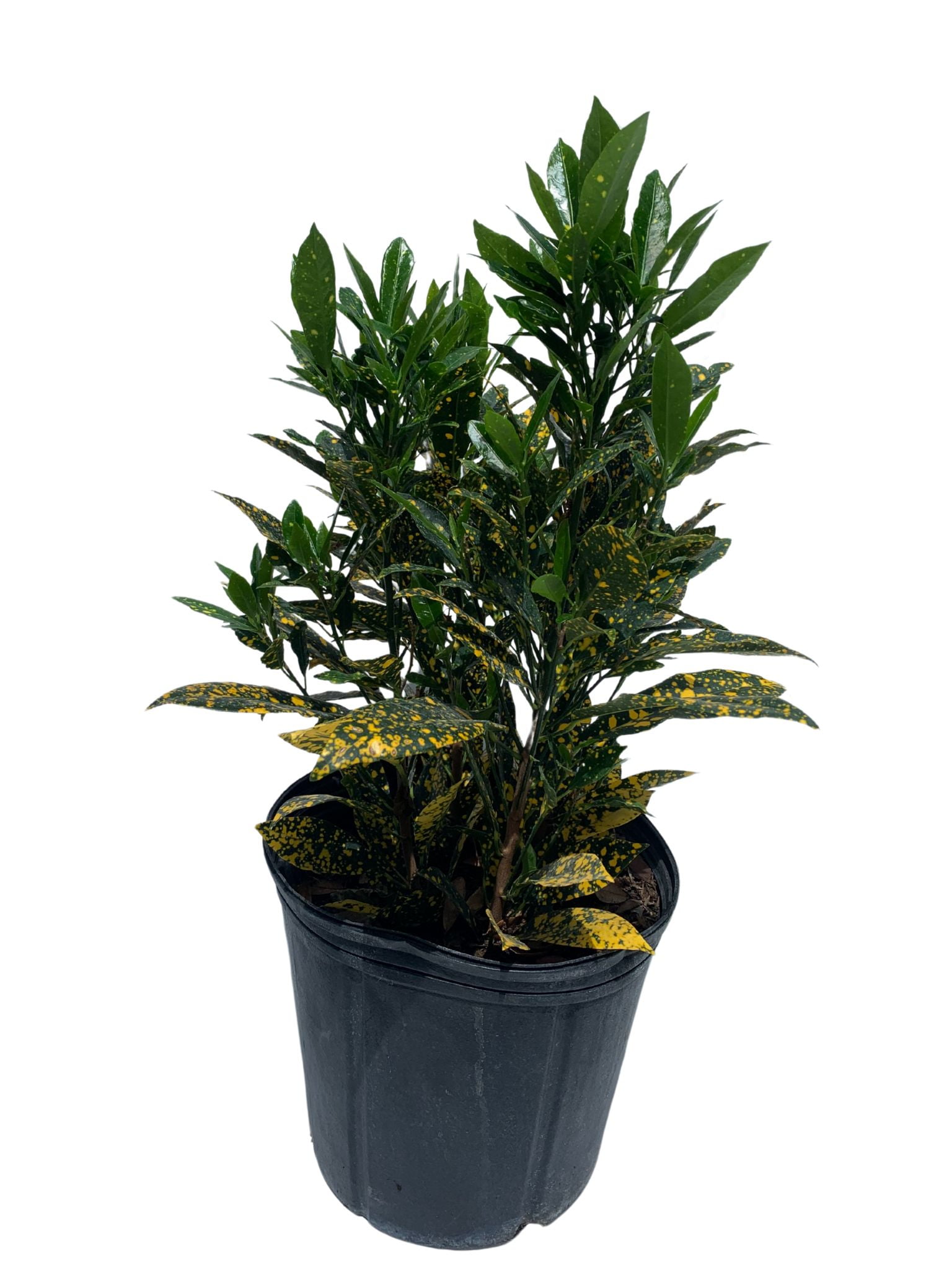 Croton Gold Dust Live Plant 18-20 inches tall - Walmart.com