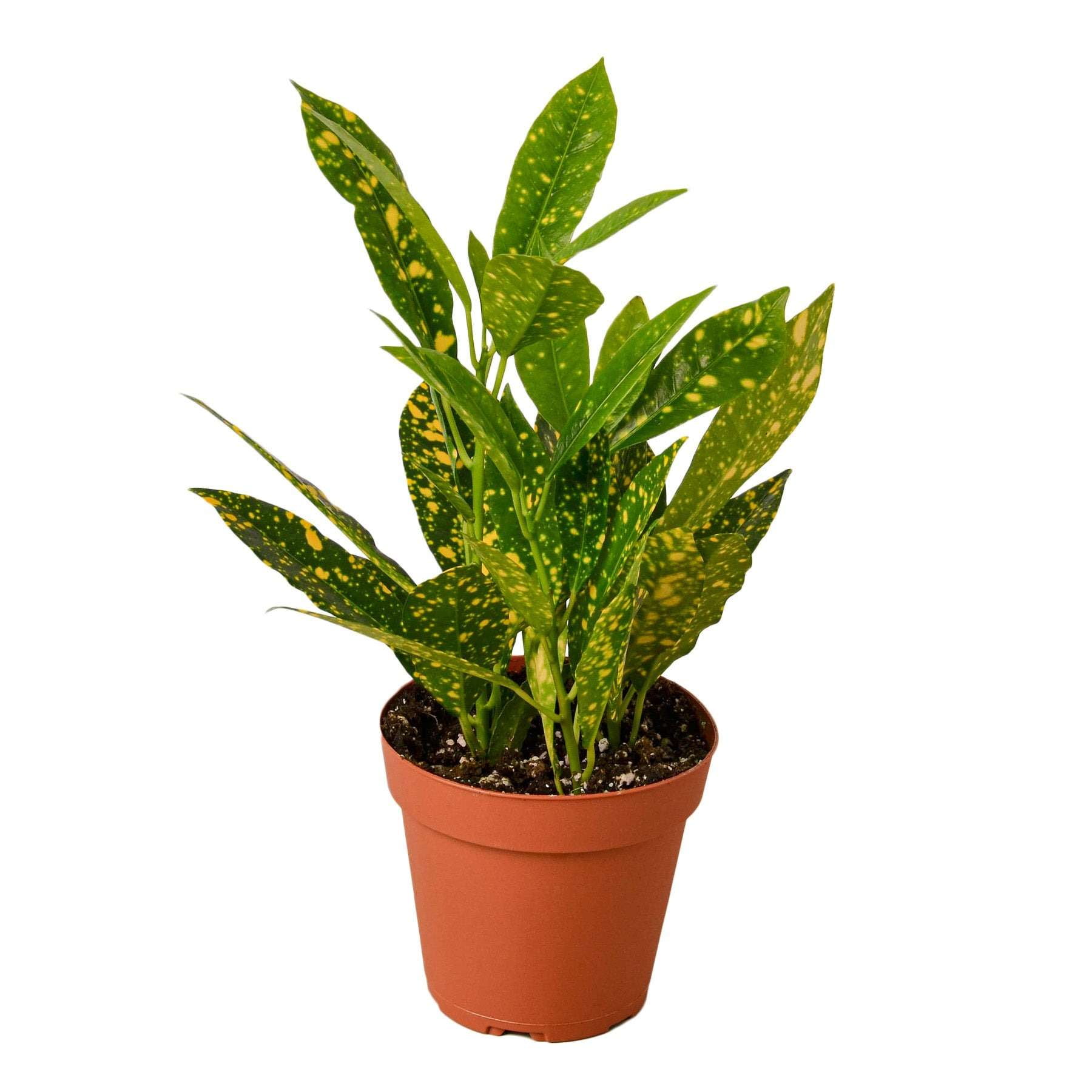 Croton 'Gold Dust' Live Plant for Indoor | Different Houseplants in 3 ...