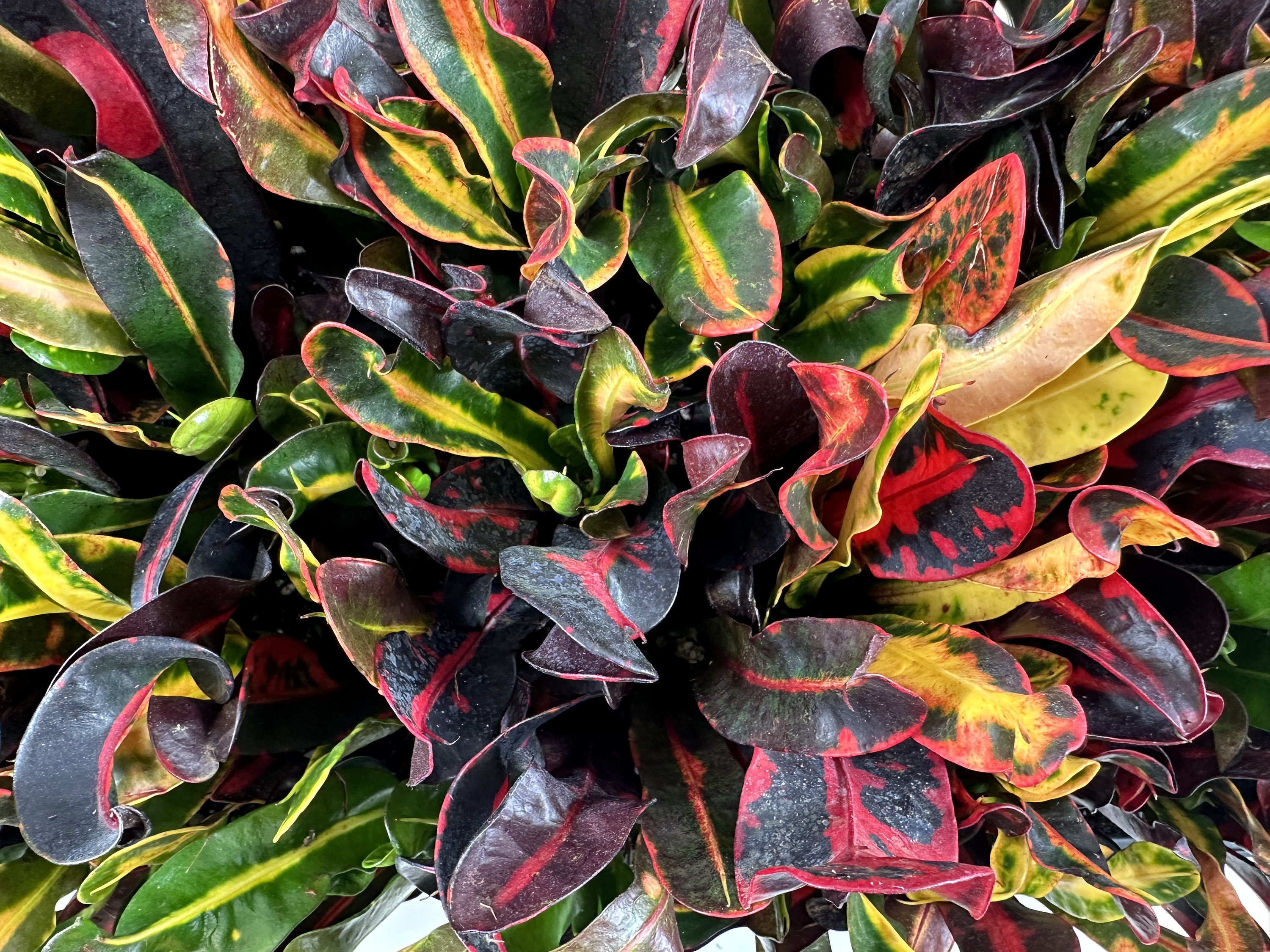 Croton Mammey 4" Grower Pot - Walmart.com