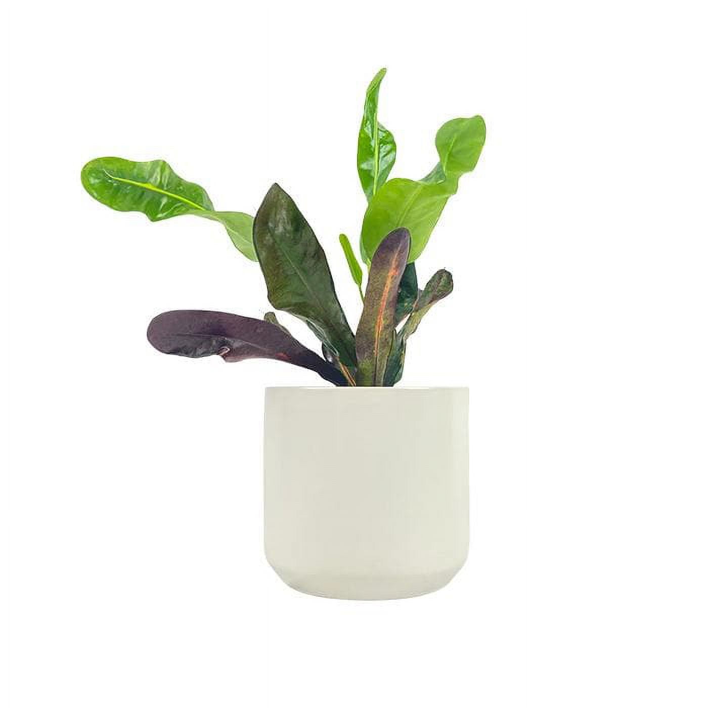 Croton Mammy | Codiaeum variegatum 'Mammy', 4" - Walmart.com
