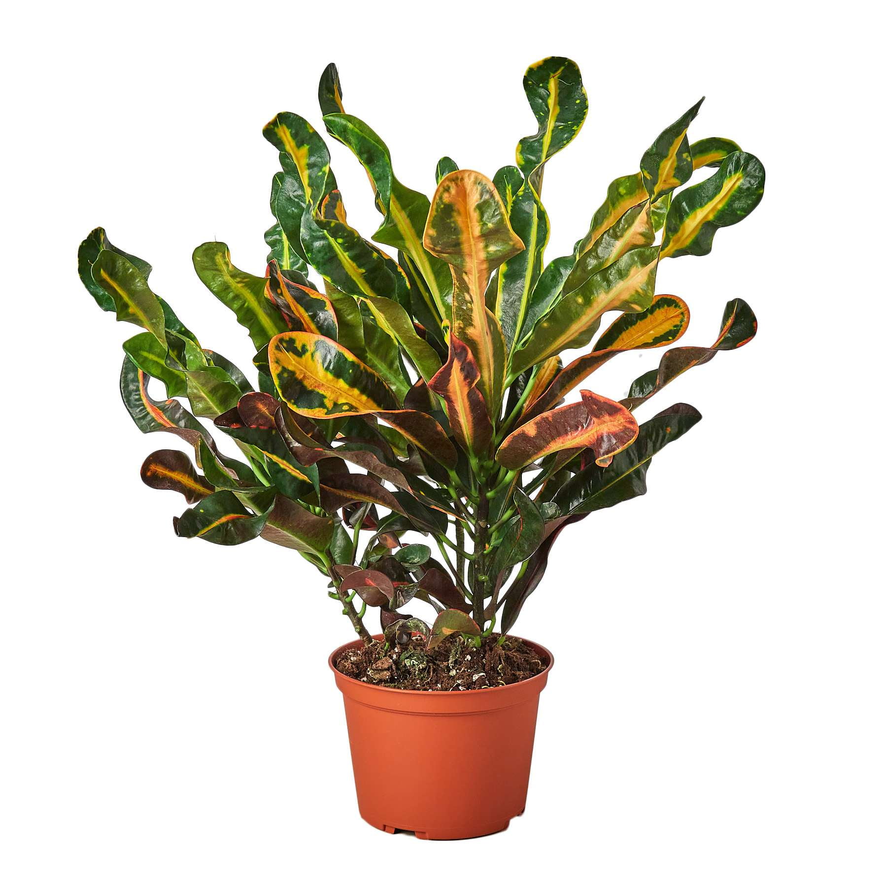Croton Mammy Live Plant for Indoor | Different Houseplants in 4'' & 6 ...