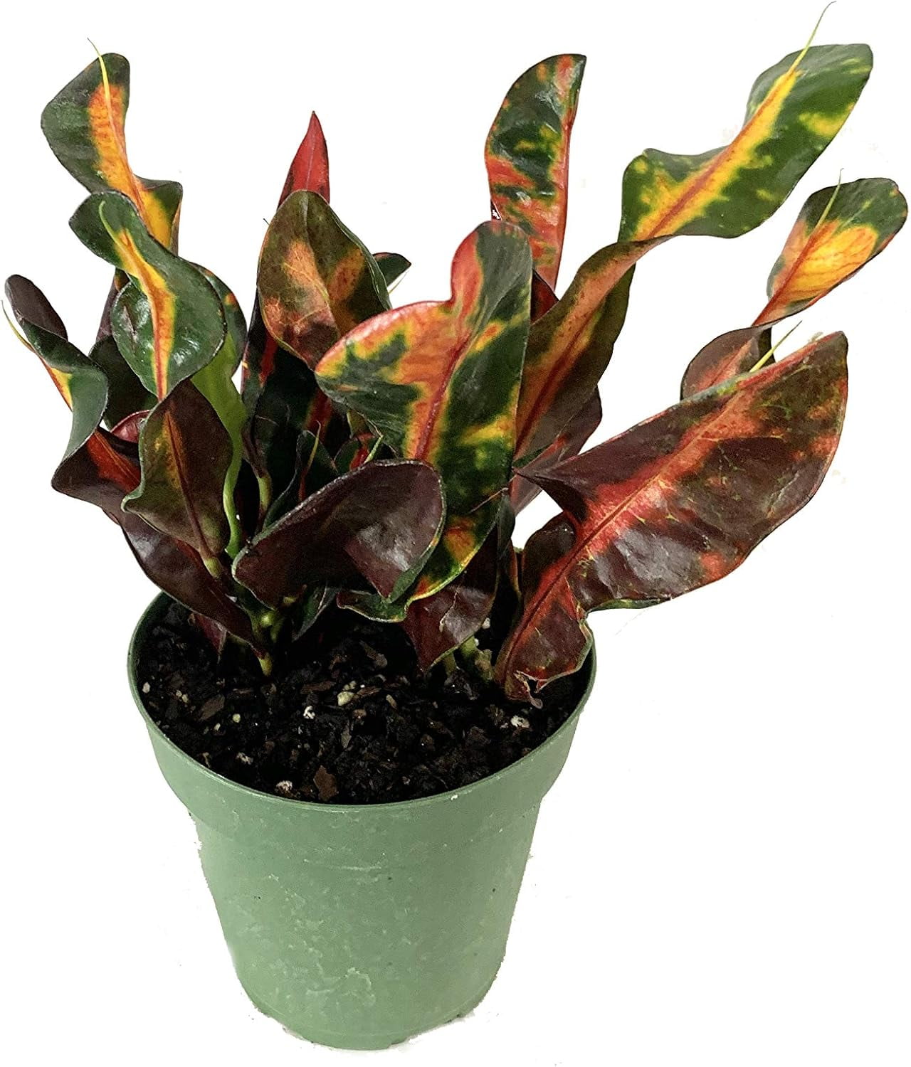 Croton Mammy - Live Plant in a 4 Inch Pot - Codiaeum 'Mammy' - Tropical ...