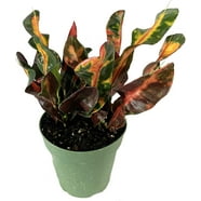 Tropical Plants of Florida 22" to 28" Yellow Maui Ixora Bush; Full ...