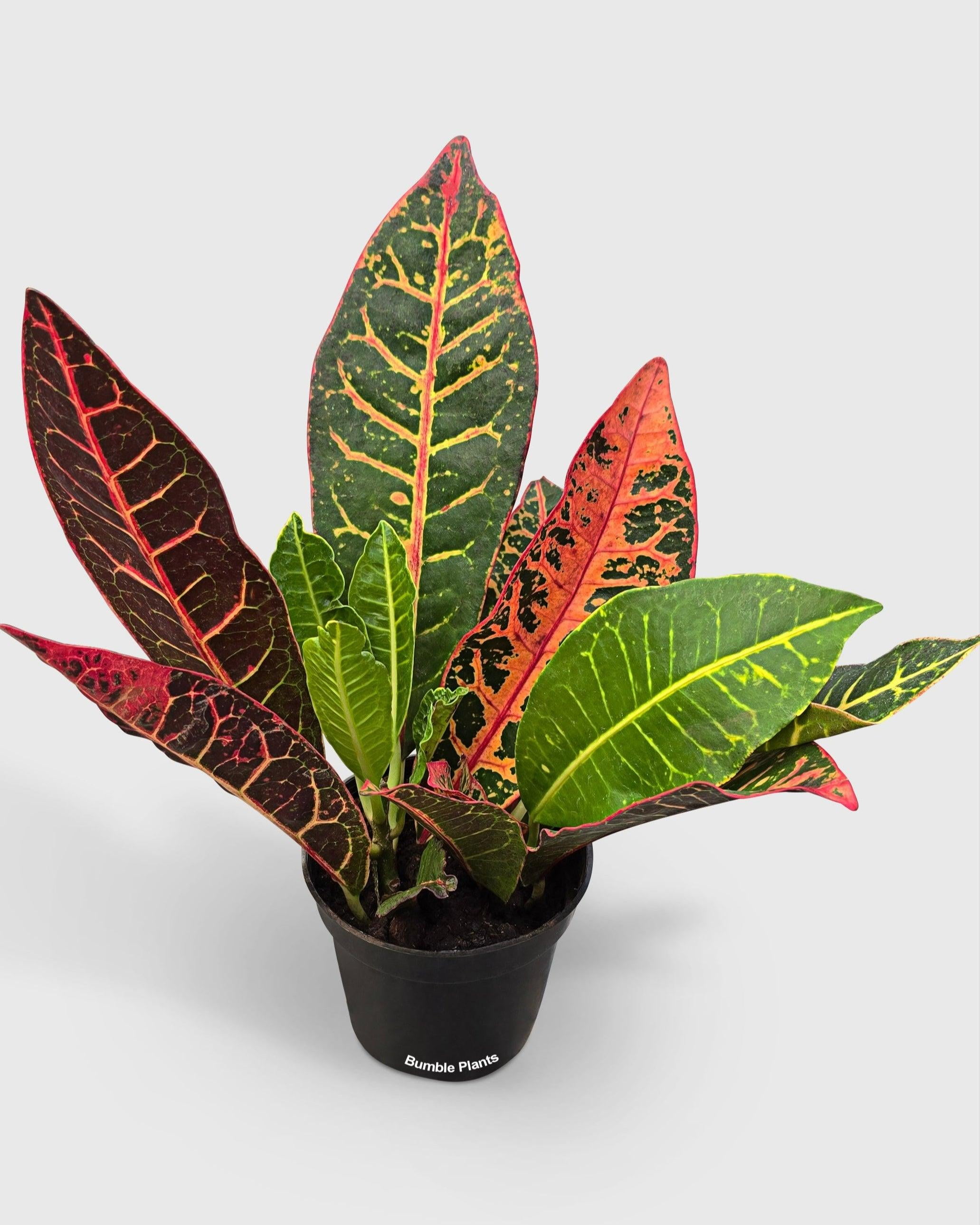 Croton Petra Codiaeum Variegatum Pictum 'Joseph's Coat' - Live Air ...