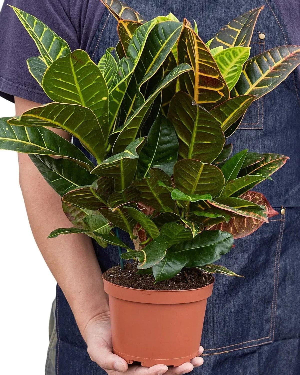 Croton Petra Codiaeum Variegatum Pictum 'Joseph's Coat' - Live Air ...
