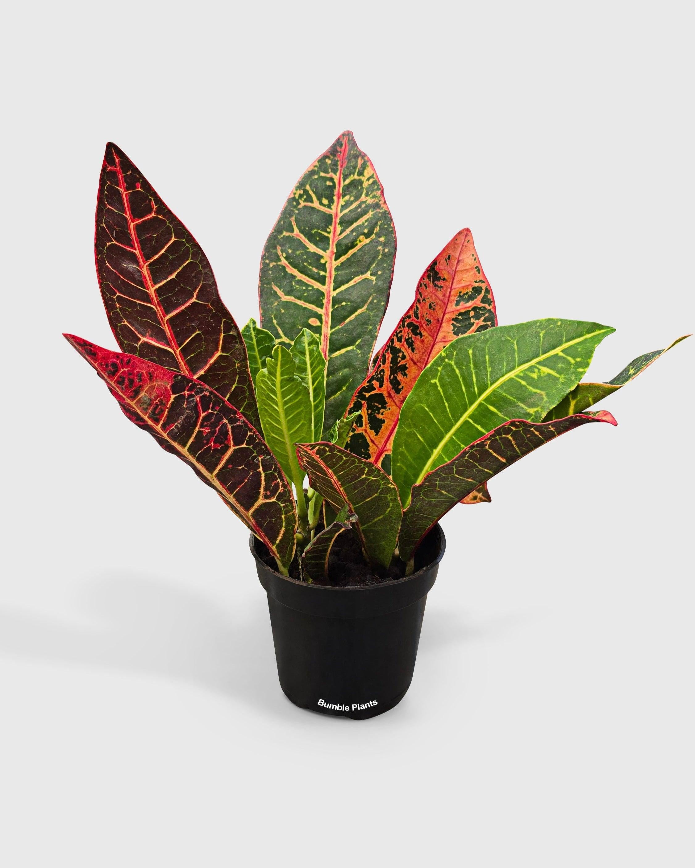 Croton Petra Codiaeum Variegatum Pictum 'Joseph's Coat' - Live Air ...