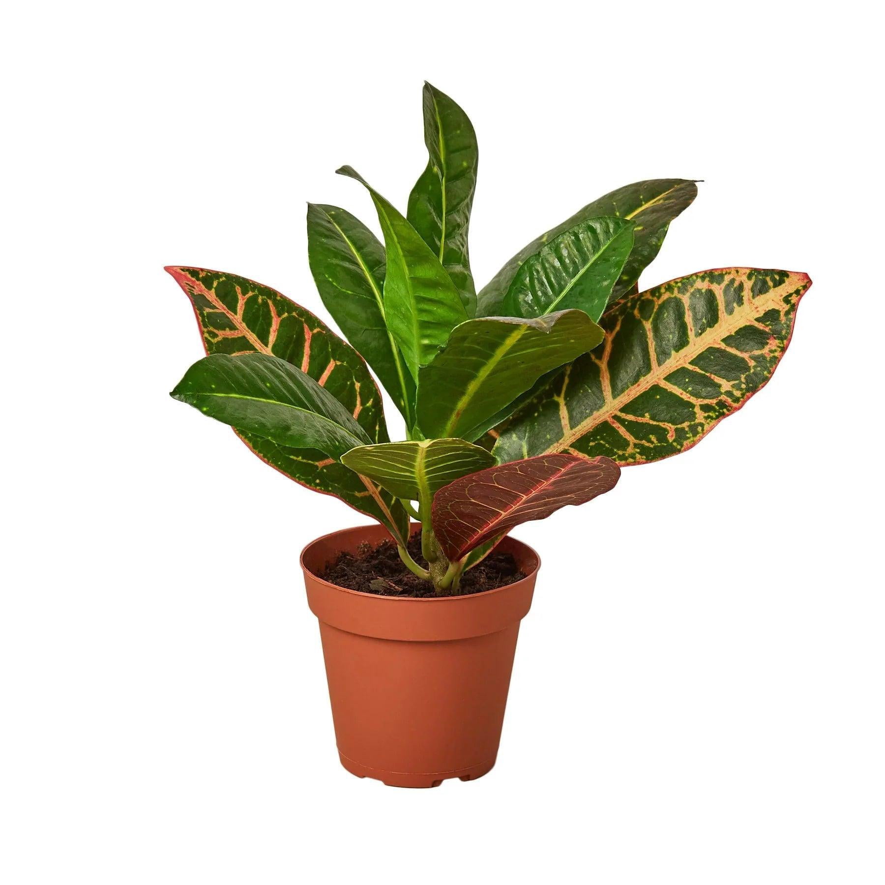 Croton Petra 'Joseph's Coat' in 6" Pot / White Cylinder | Live Plant ...