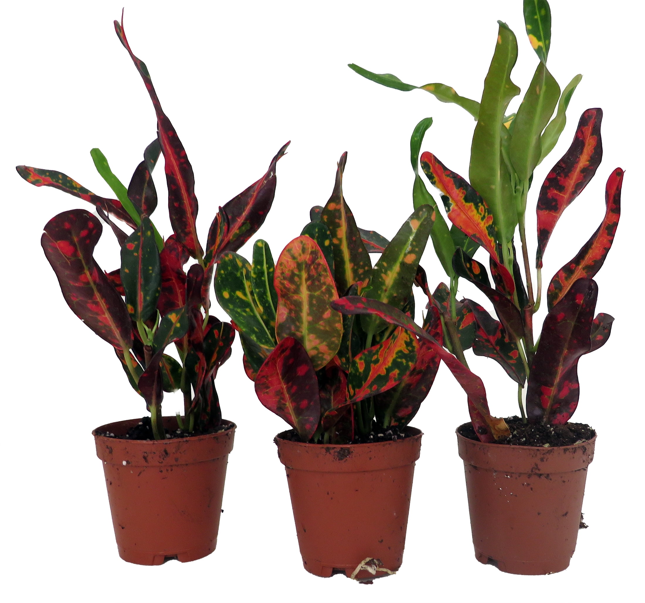 Croton Plant Assortment - 3 Pack in 2" Pots - Walmart.com