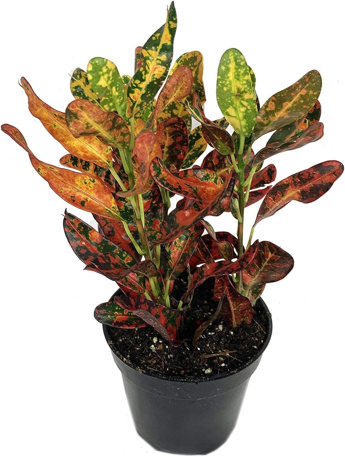 Croton Red Batik - 3 Live Plants in 4 Inch Pots -Codiaeum Variegatum ...