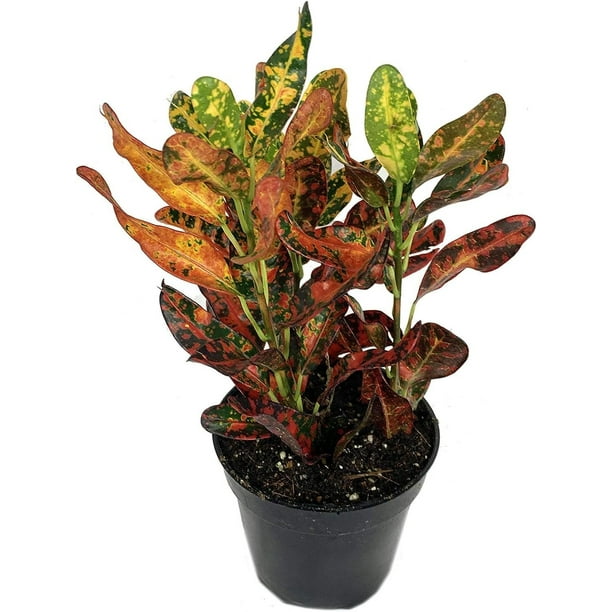 Croton Red Batik - Live Plant in a 4 Inch Pot -Codiaeum Variegatum ...