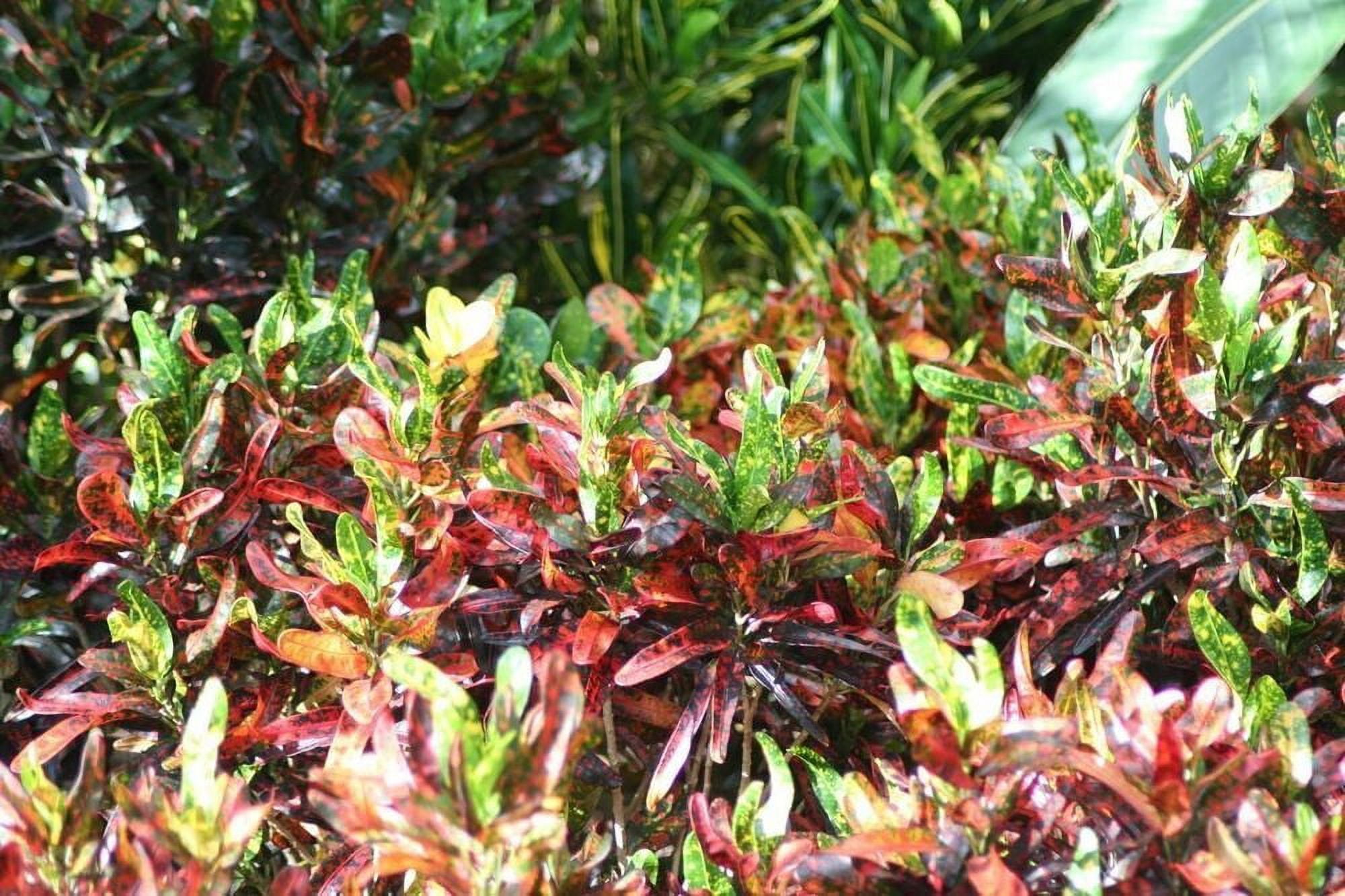 Croton Red Batik - Live Plants in 4 Inch Pots - Codiaeum Variegatum ...