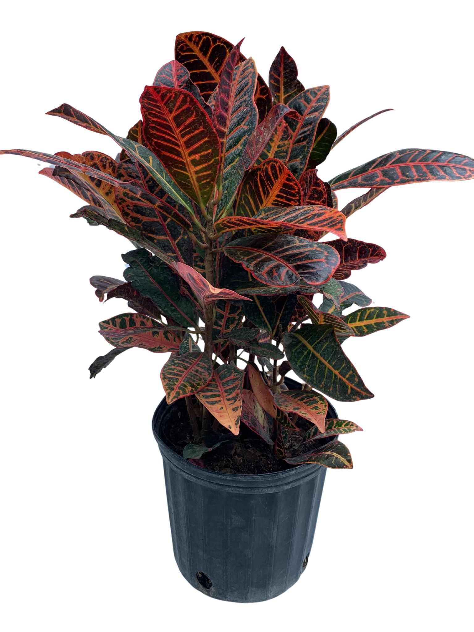Croton petra Live Plant25-30 inches tall - Walmart.com