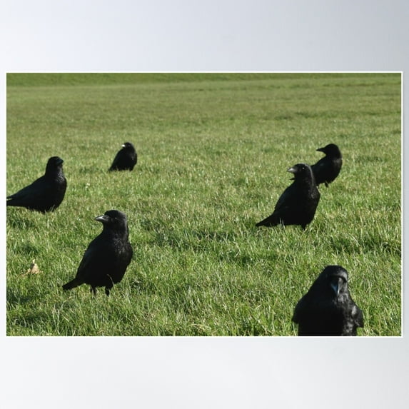 Crow Album Cover Poster Wall Art, Modern Wall Decor For Living Room ...