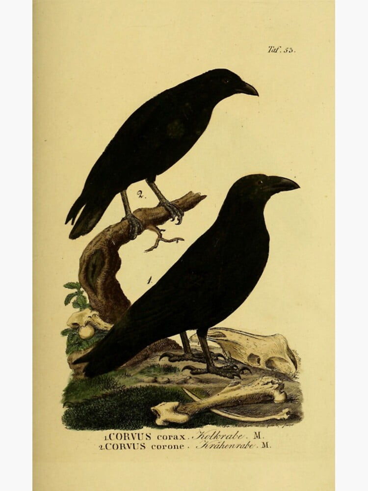 Crow And Raven Fashion Art Decor Frame - Walmart.com