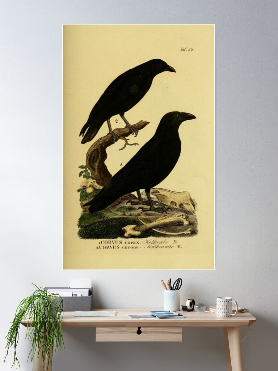 Crow And Raven Poster Wall Art, Modern Wall Decor For Living Room ...