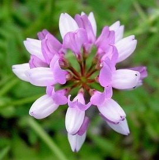Crown Vetch Seed - 1 Lb. Perennial Planting, Sunflower, Creeping Growth ...