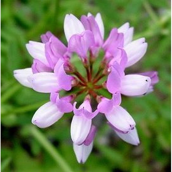 Crown Vetch Seed - 10 Lbs. - Walmart.com