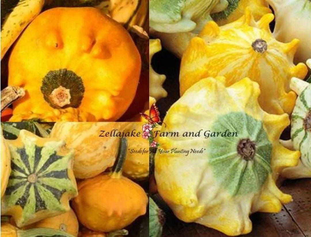 Crown of Thorns Gourd Seeds - Cucurbita pepo - 120 seeds, 1 oz - B93 ...