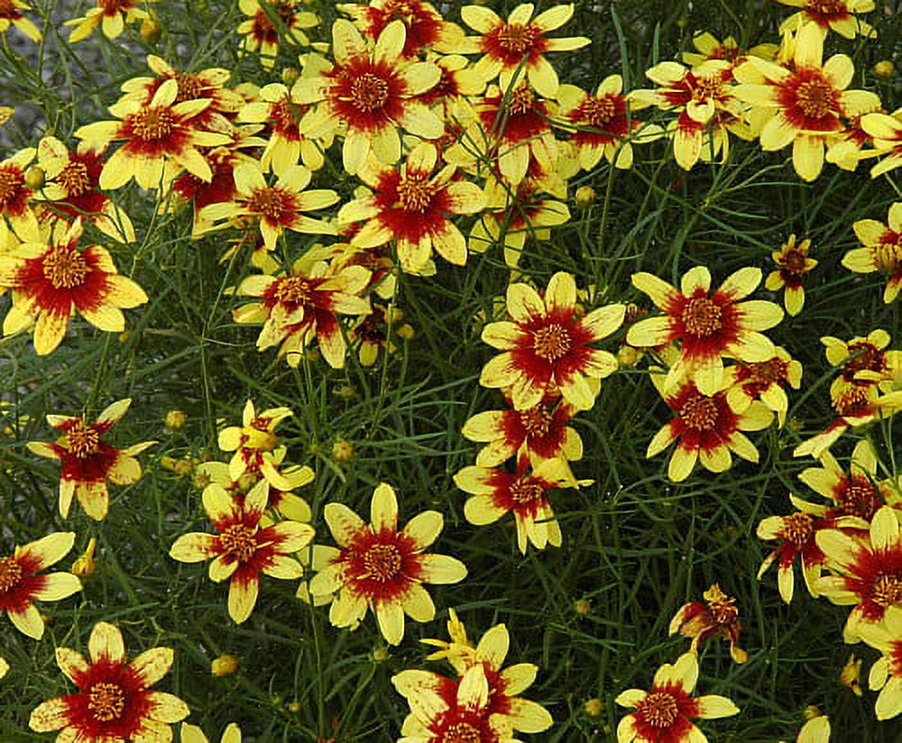 Cruizin'™ Route 66 Coreopsis Tickseed Perennial Plant - Quart Pot ...