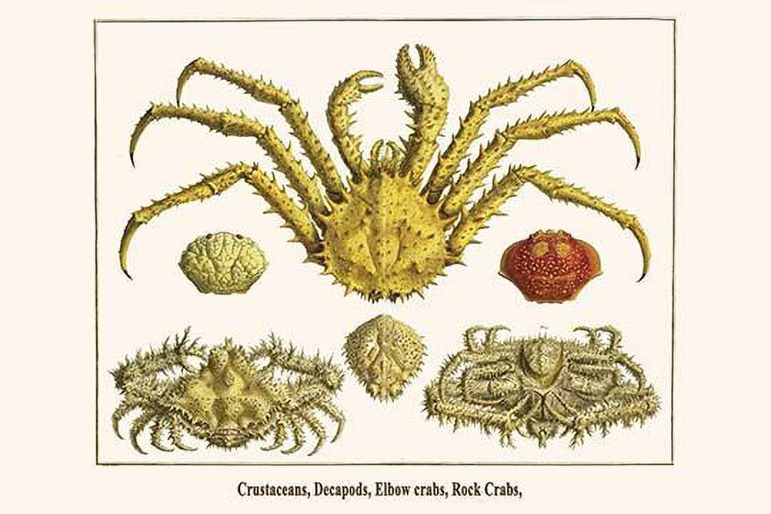 Crustacea, Decapoda, Decapods, Parthenopidae, Brachyura, Lithodidae ...