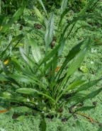 Crypt Parva (Crytocoryne parva) Potted Aquarium Plant - Walmart.com