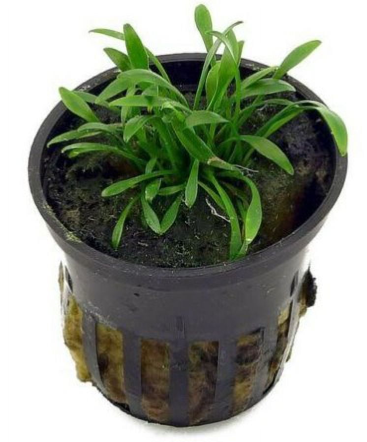 Crypt Parva (Crytocoryne parva) potted aquarium plant - Walmart.com