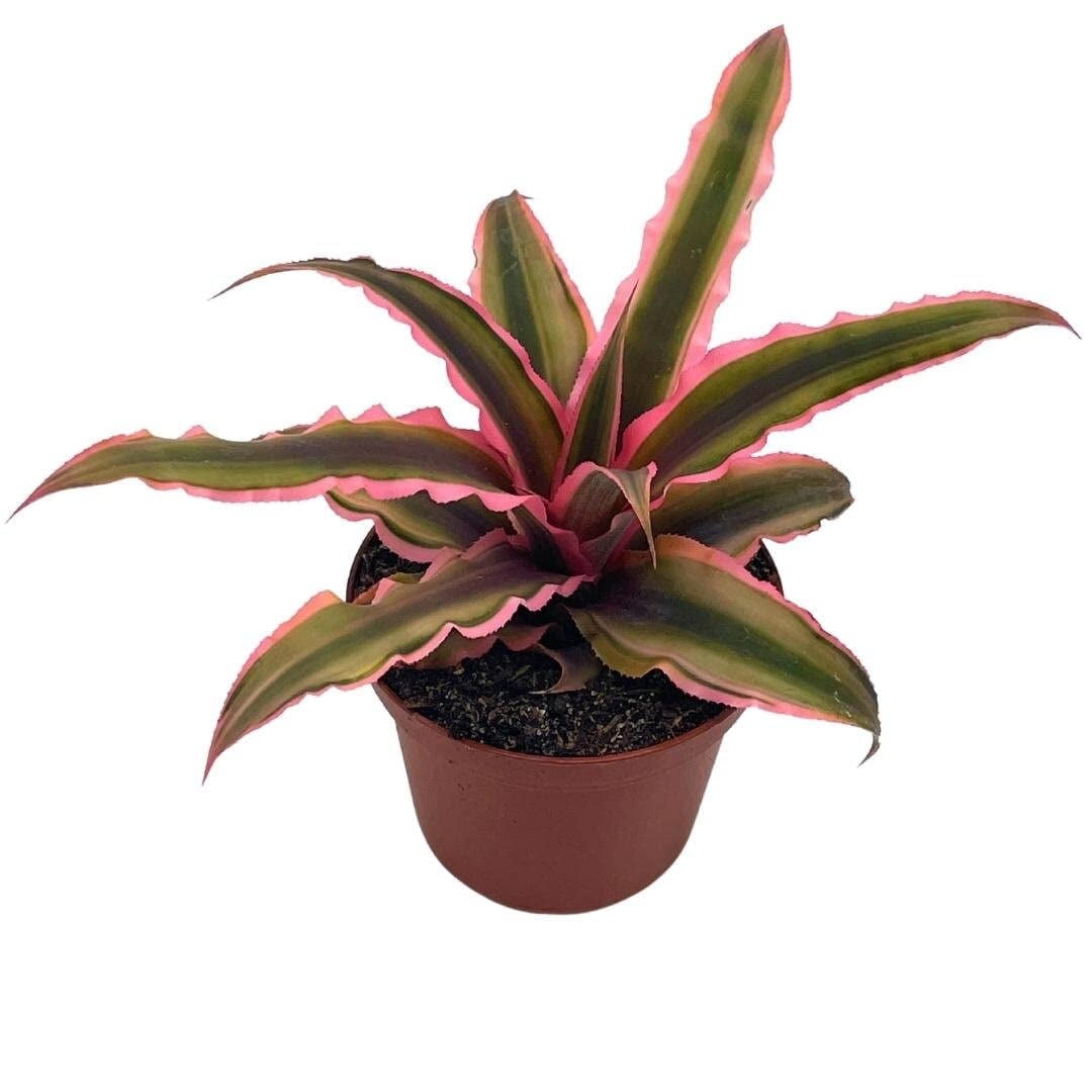 Cryptanthus Bivittatus, 2 inch, Pink and Green Variegated, Earth Star ...